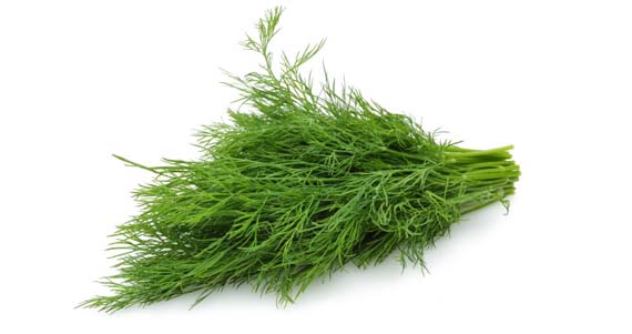 Dill Tips – HIERBAS DEL CIELO