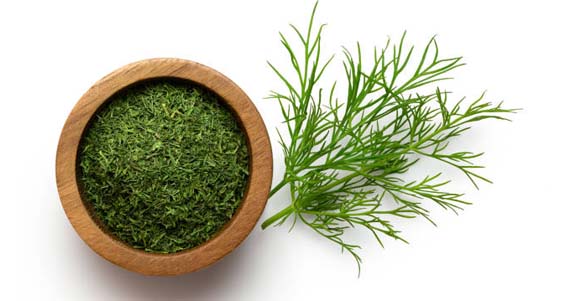 Dill Tips – HIERBAS DEL CIELO